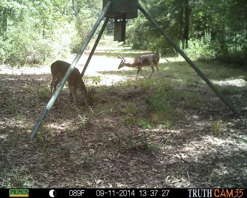 Same buck? - TexasBowhunter.com Community Discussion Forums