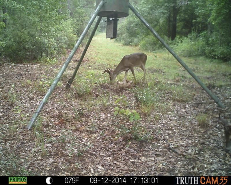 Same buck? - TexasBowhunter.com Community Discussion Forums