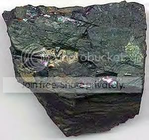 whats your most colorful coal ( pics) - Reef Central Online Community
