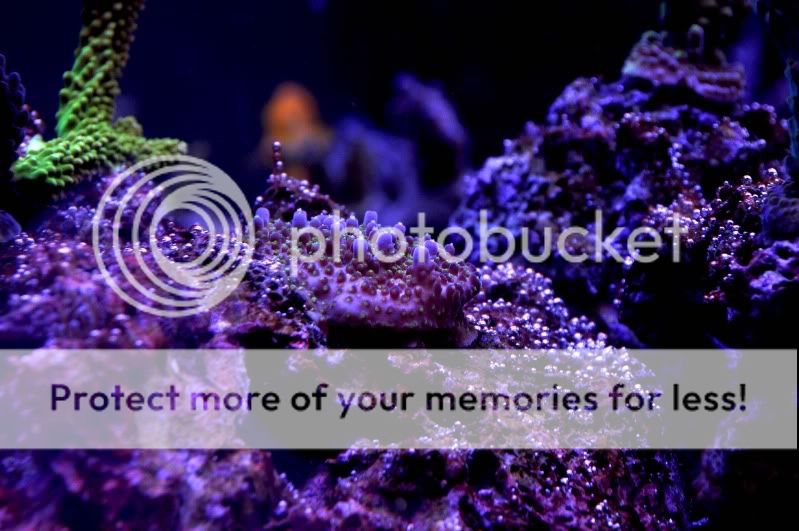 DIY How to make a Durso standpipe for overflows | SoCaliReefs - Online ...