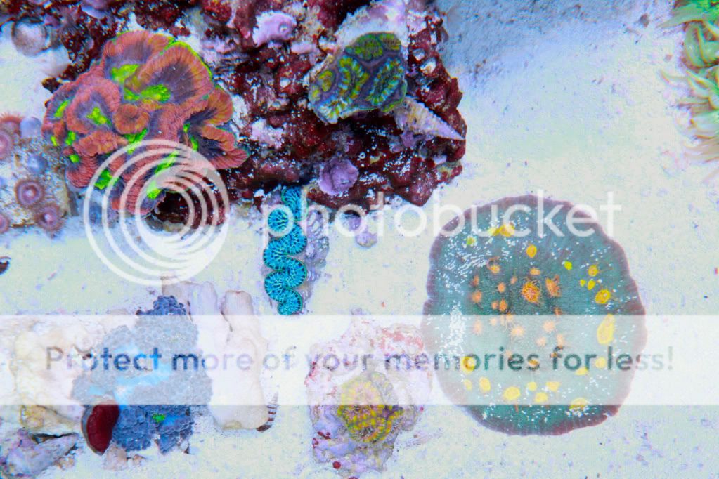 Rare symphyllia wilsoni FS | REEF2REEF Saltwater and Reef Aquarium Forum