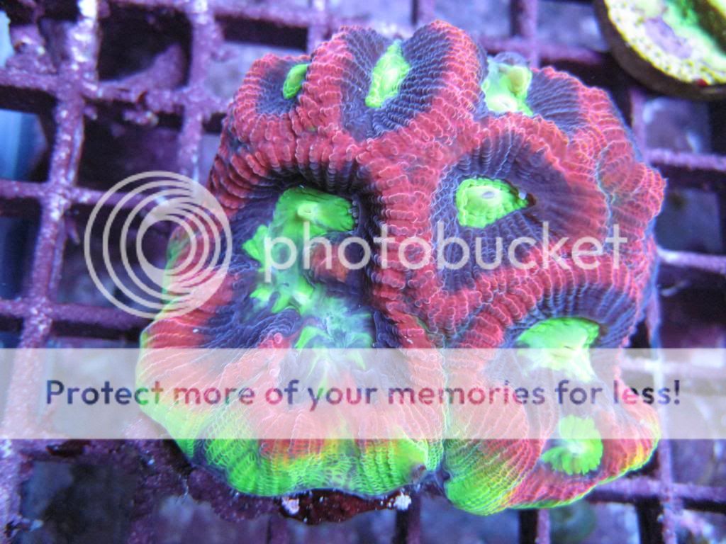 Rare symphyllia wilsoni FS | Reef2Reef