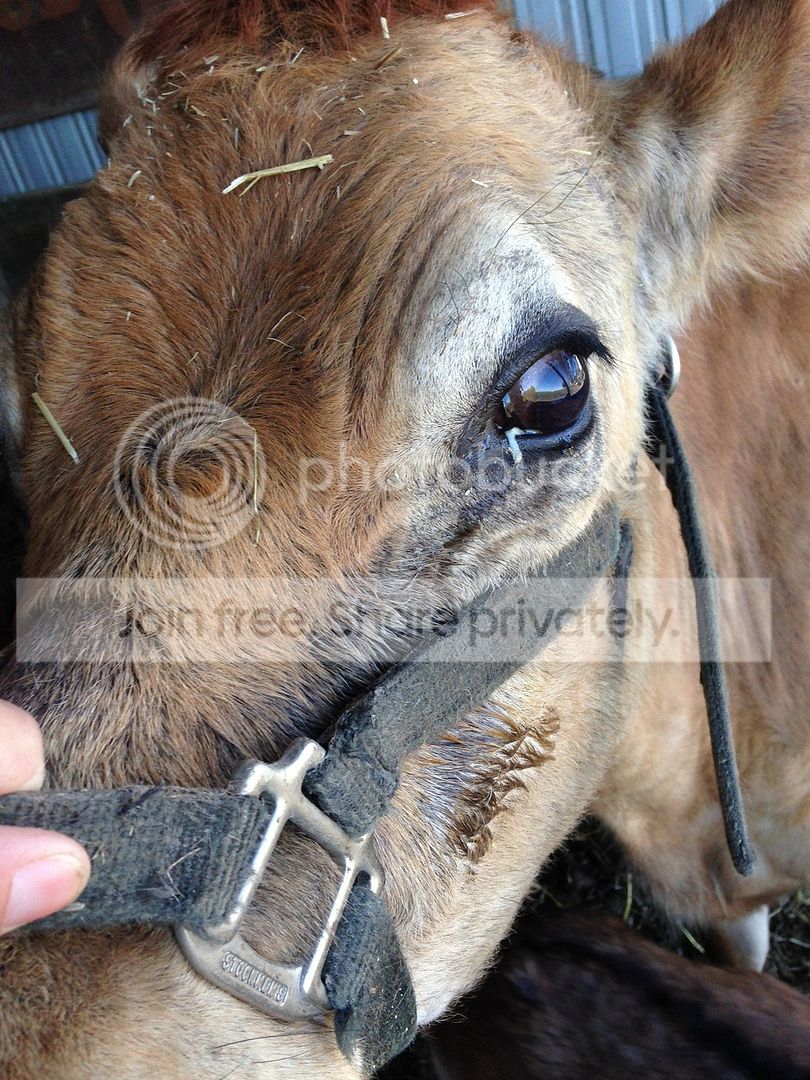 What Causes Watery Eyes In Cattle at Willie Mixon blog