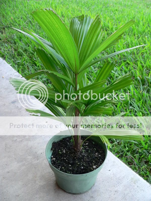 The 10th Annual Fall, Searle Brothers Plant Extravaganza! - DISCUSSING ...