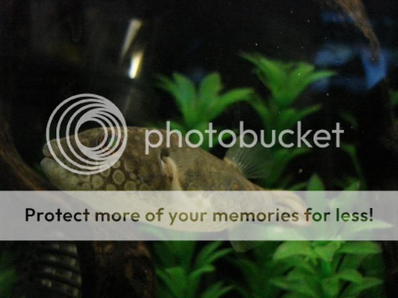 Fang's Puffer, Red Spot Puffer, Tetraodon Cochinchinensis | Fish Forum