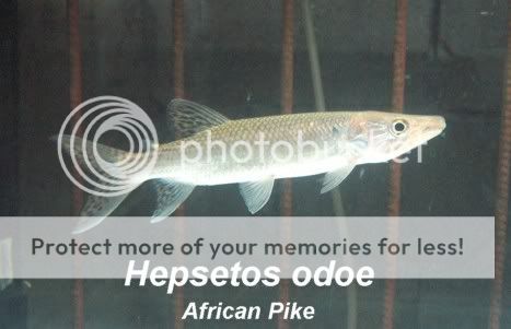 African Pike (Odoe) variants? | MonsterFishKeepers.com