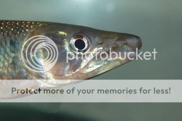 African Pike (Odoe) variants? | MonsterFishKeepers.com