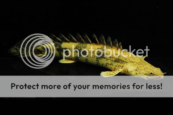 18" Leucistic Polypterus Endlicheri Endlicheri : r/Aquarist