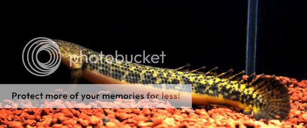 Polypterus teugelsi - Alchetron, The Free Social Encyclopedia