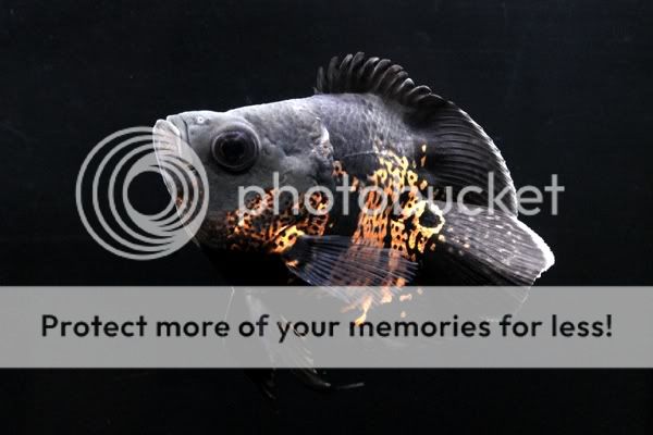 Short body oscar | MonsterFishKeepers.com