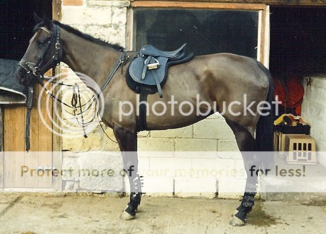 unknown breeding | Horse and Hound Forum