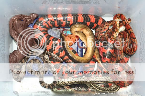 In Search of The South Florida Rainbow Snake - Field Herp Forum