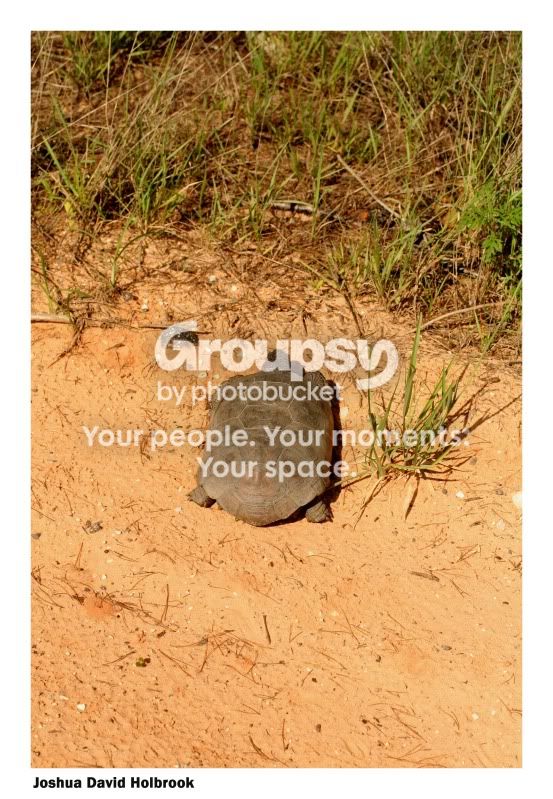 A Summer in the Post-Collegiate Life... (CT, FL) Part II - Field Herp Forum