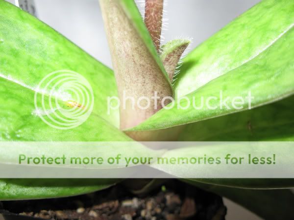 paph Angela | Slippertalk Orchid Forum