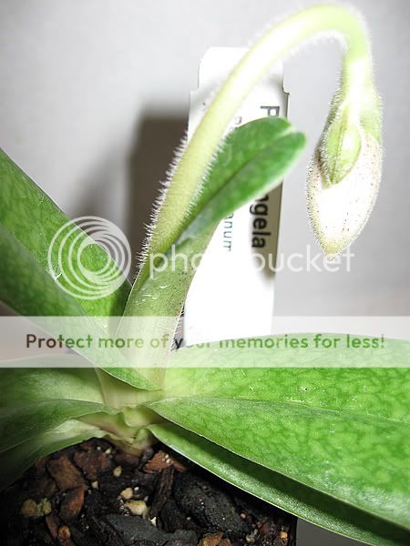 paph Angela | Slippertalk Orchid Forum