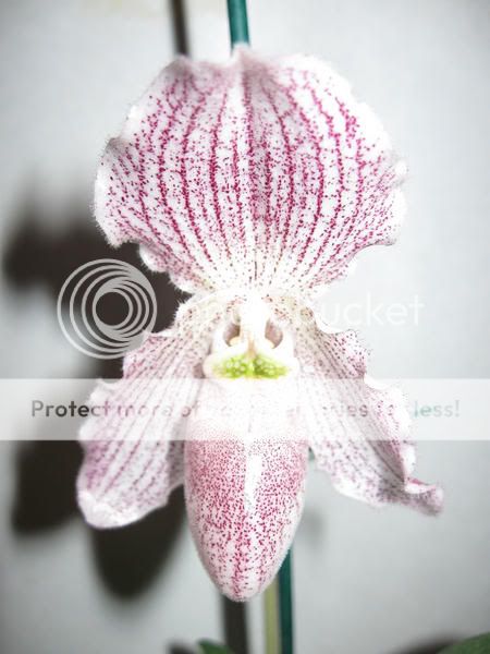 paph Angela | Page 2 | Slippertalk Orchid Forum