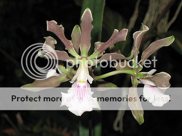 Encyclia Rioclarense | Slippertalk Orchid Forum