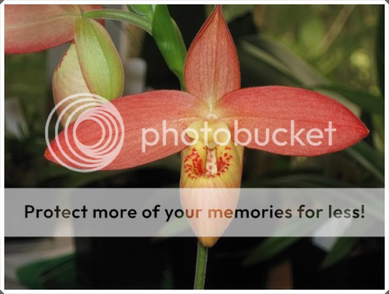 Phrag. Cahaba Sangre | Slippertalk Orchid Forum