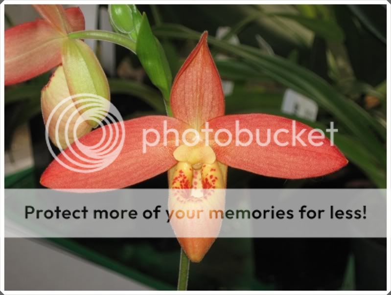 Phrag. Cahaba Sangre | Slippertalk Orchid Forum