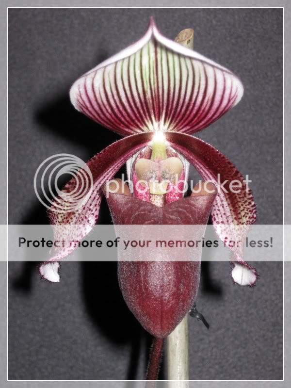 Paph. superbiens | Slippertalk Orchid Forum