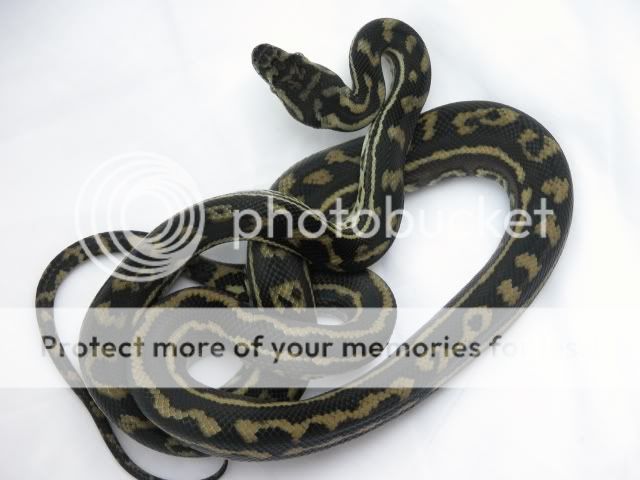 For Sale - Juvenile Coastal Carpet Pythons | Aussie Pythons & Snakes Forum