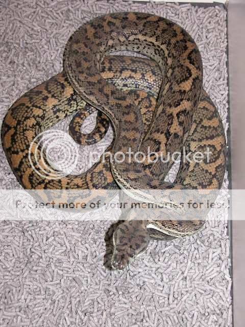 For Sale - Juvenile Coastal Carpet Pythons | Aussie Pythons & Snakes Forum