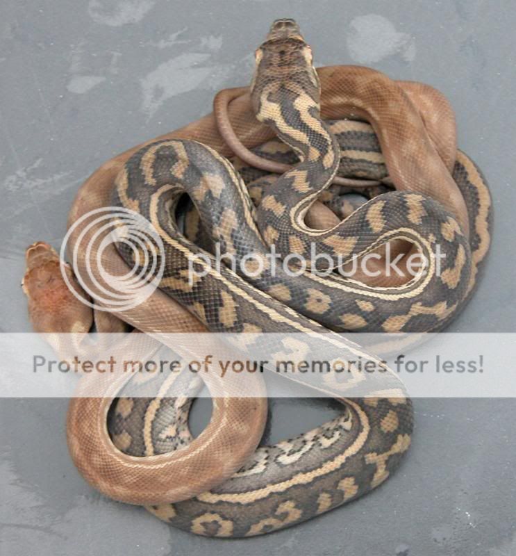 For Sale - Juvenile Coastal Carpet Pythons | Aussie Pythons & Snakes Forum