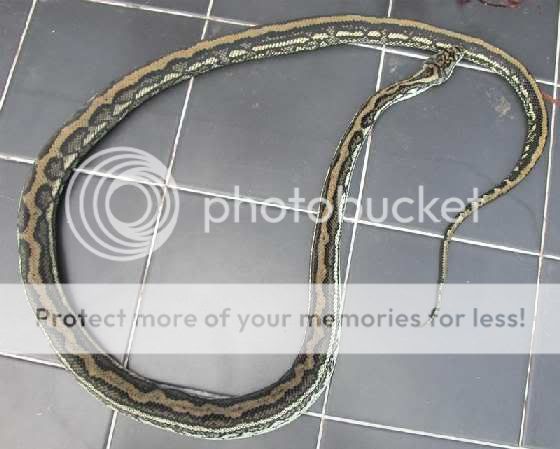 For Sale - Juvenile Coastal Carpet Pythons | Aussie Pythons & Snakes Forum