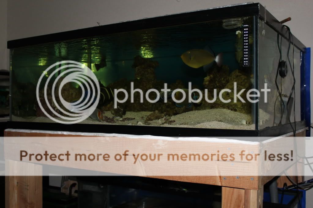 New 600 gallon "tub" FOWLR setup - Reef Central Online Community