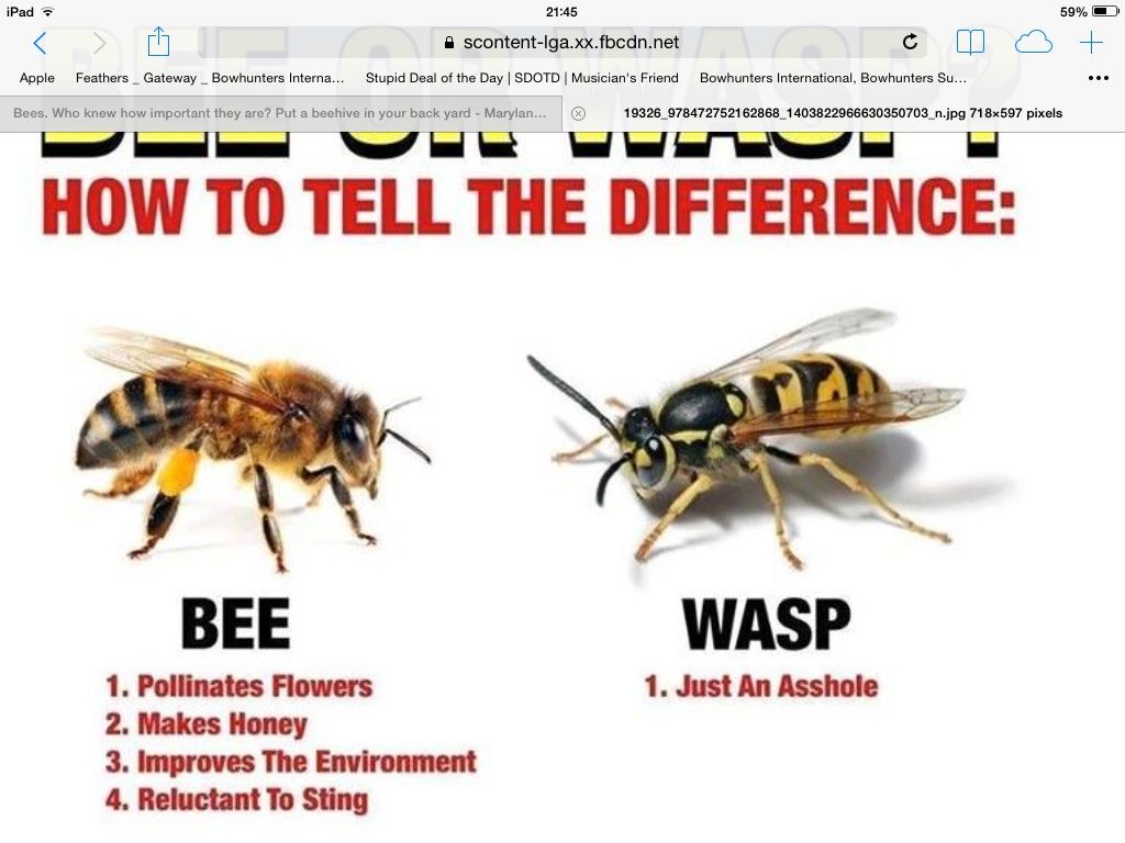 Bees. Who knew how important they are? Put a beehive in your back yard ...
