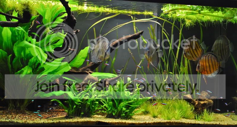 The 120 gallon high tech discus tank | Page 3 | The Planted Tank Forum