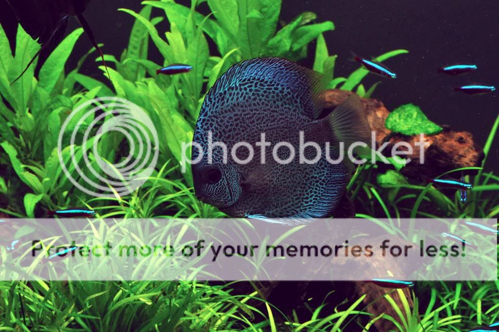 My first high tech 120G | The Planted Tank Forum