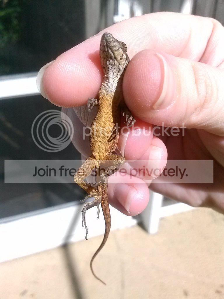 Anyone else near Tampa, FL seeing red/orange anoles? - Field Herp Forum