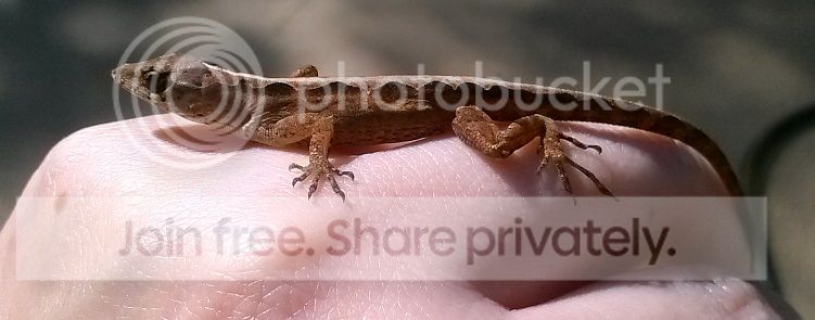 Anyone else near Tampa, FL seeing red/orange anoles? - Field Herp Forum