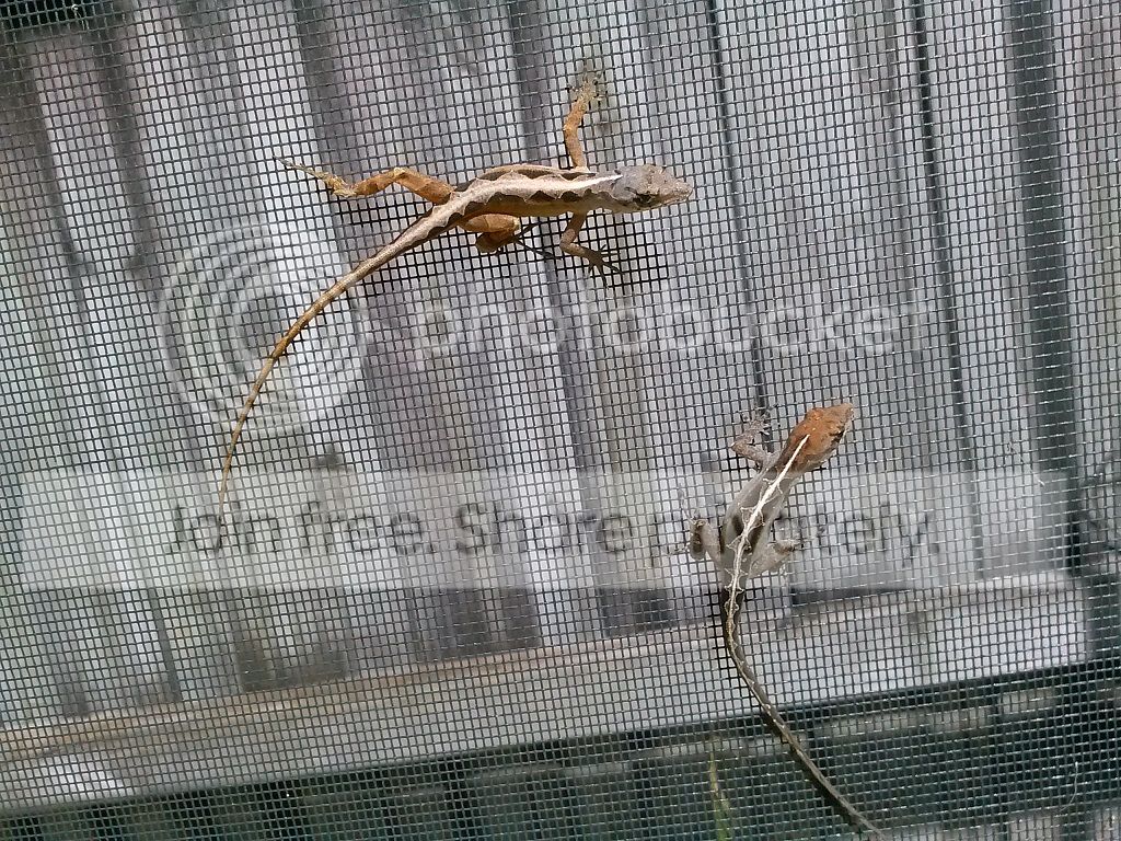 Anyone else near Tampa, FL seeing red/orange anoles? - Field Herp Forum