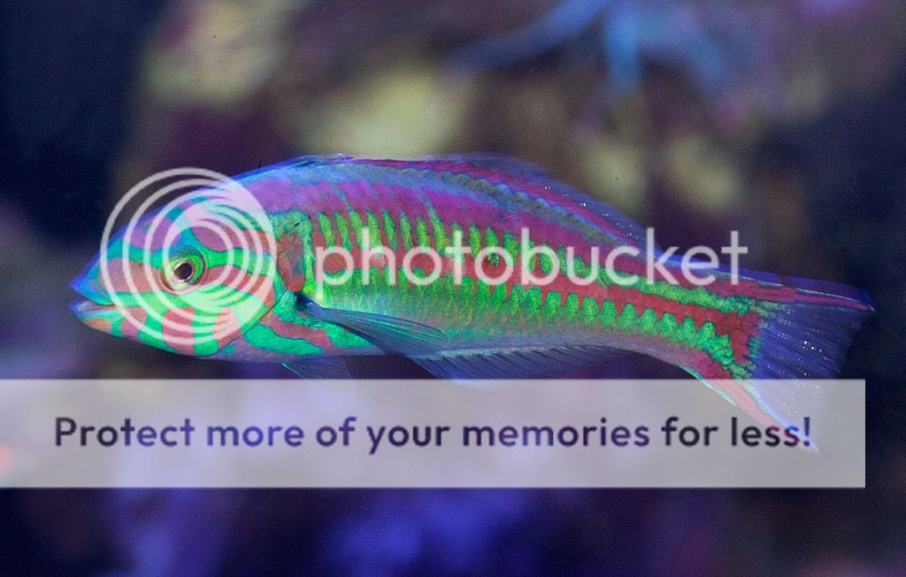 Pinkface Wrasse | Reef Sanctuary