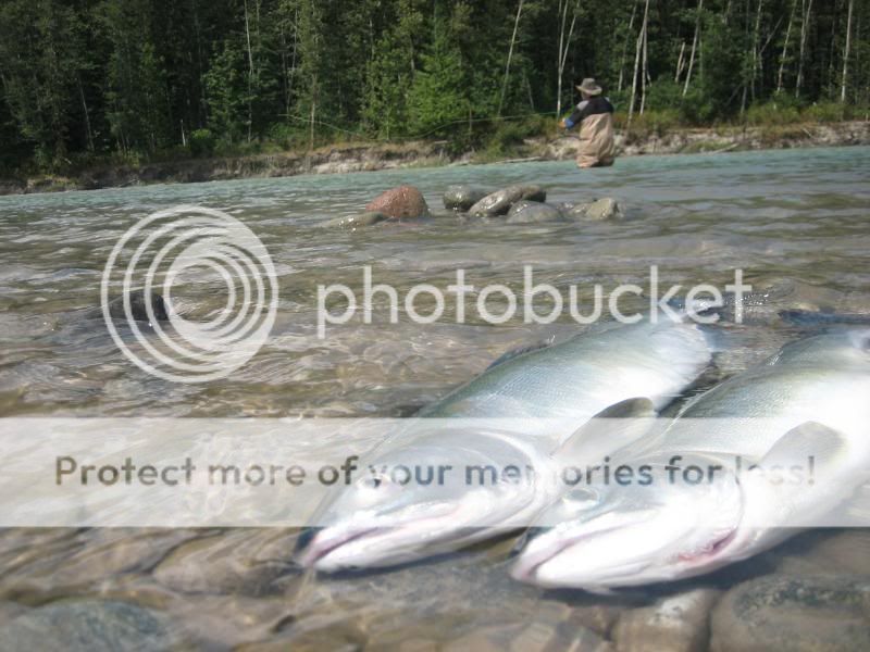 [FISHING REPORT] - Squishy fish? | BC Fishing Reports